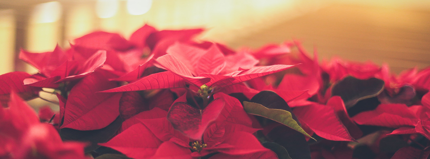 December Gardening Notes