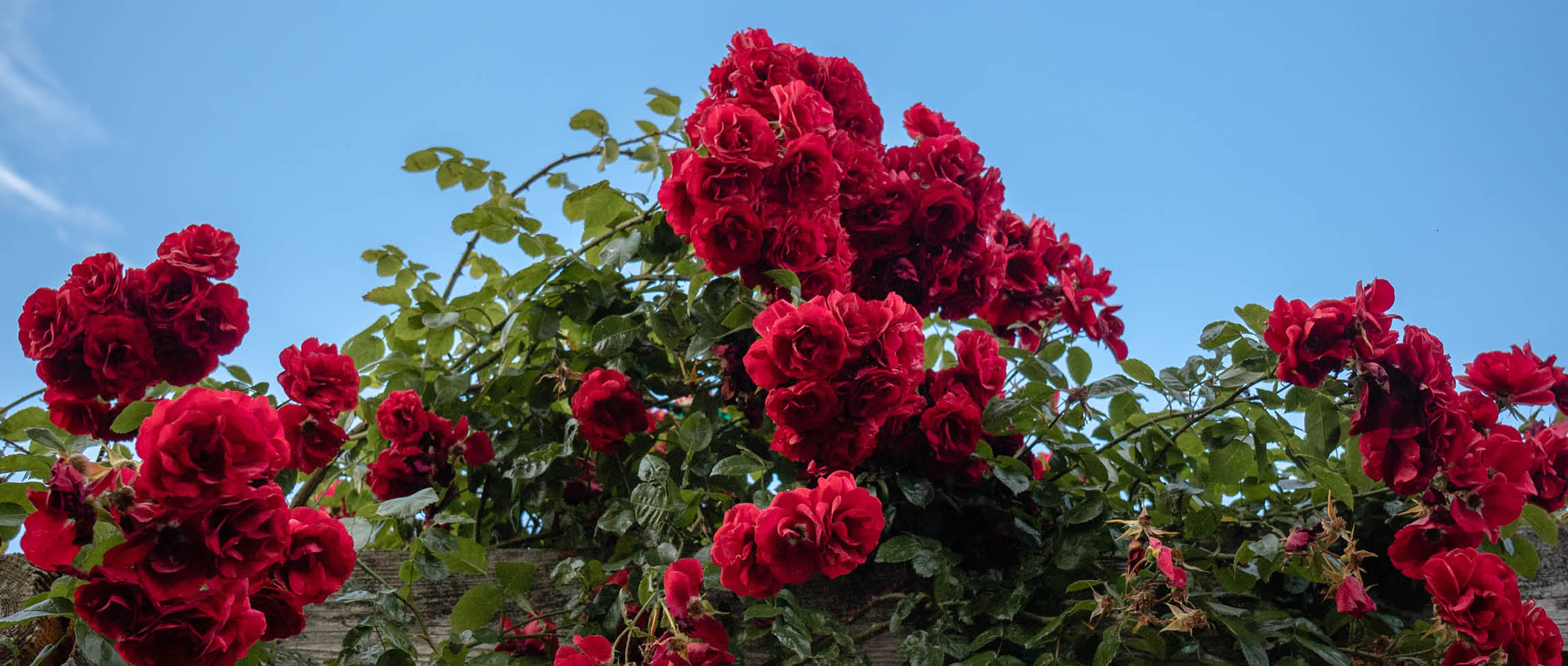 April Gardening Tips
